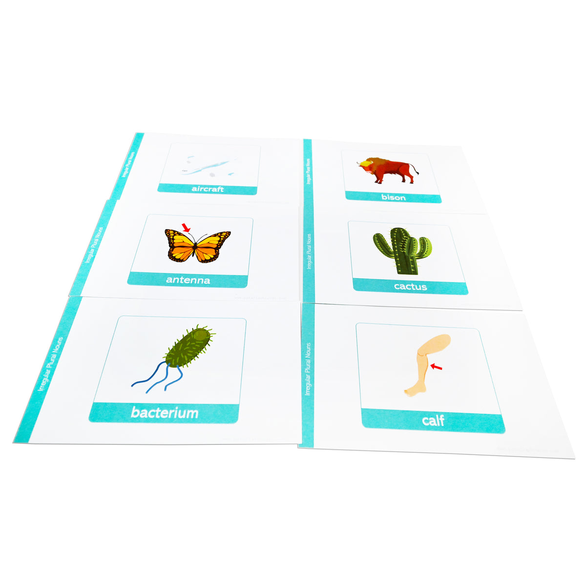 English Tricky Plural Noun Flash Cards – Pat's Flash Cards